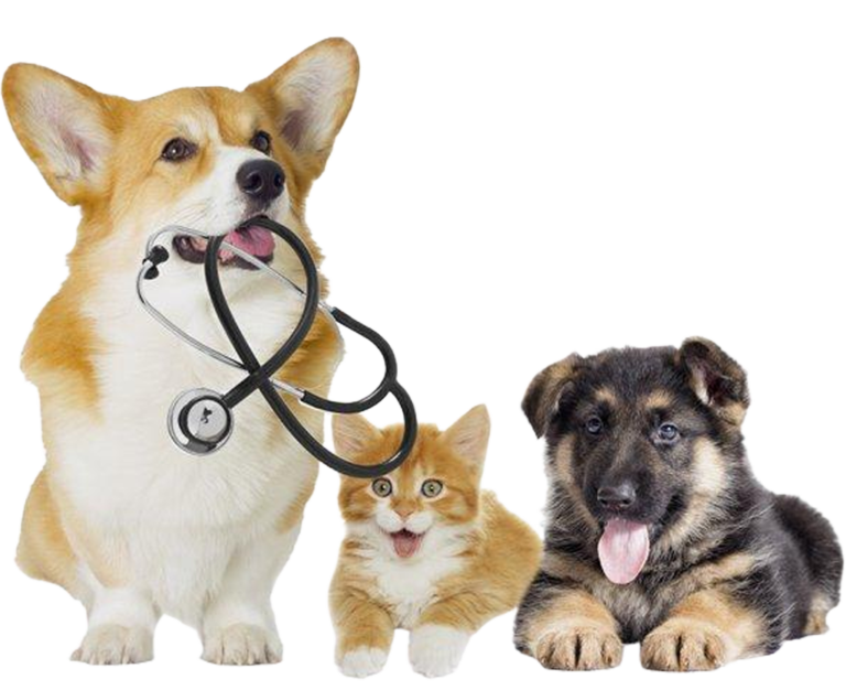 The Edge | Pet Hospital | Las Vegas