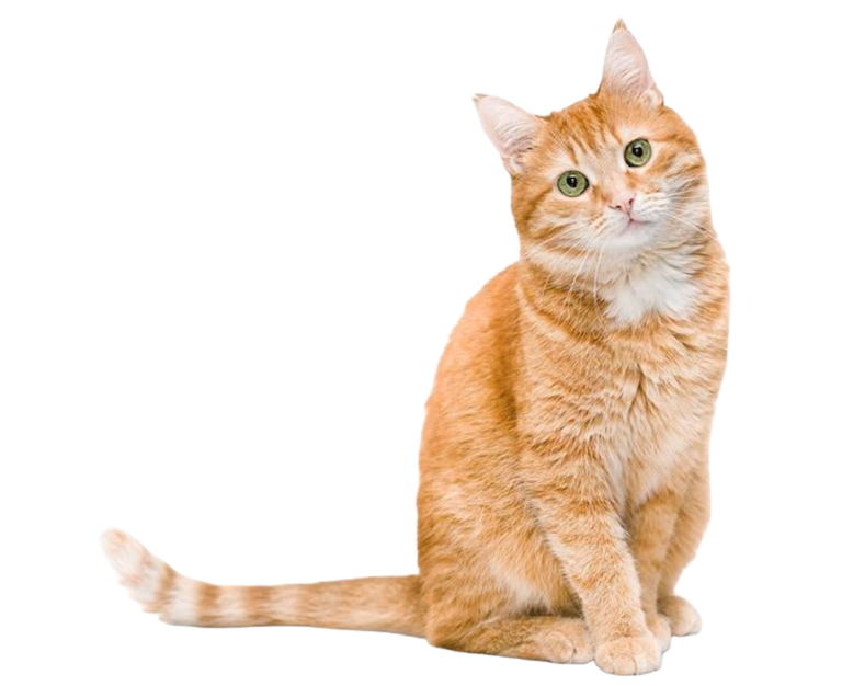 The Edge | Pet Hospital | Las Vegas
