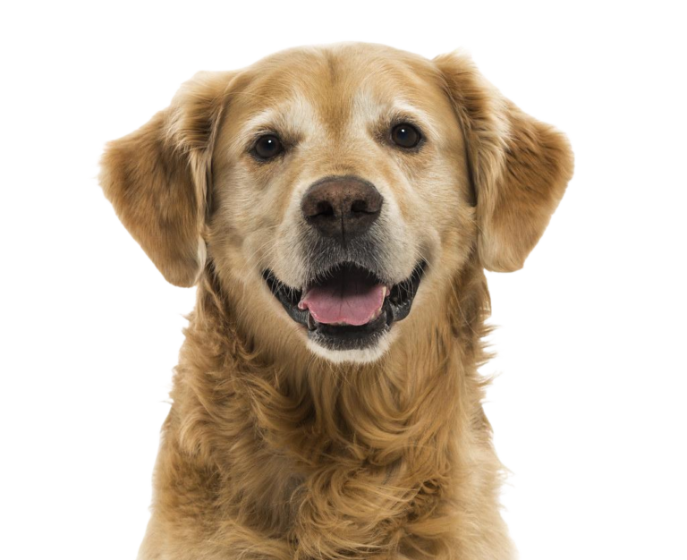 The Edge | Pet Hospital | Las Vegas